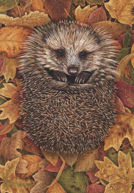 Hedgehog in Autumn Leaves art card Robert Fuller