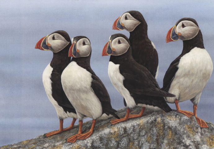 Puffins on the Lookout art card Robert Fuller