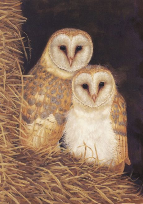 Snuggled Up Owls art card Robert Fuller