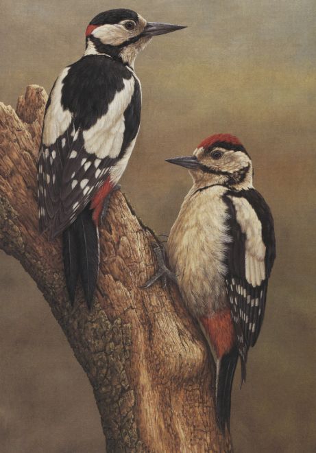 Great Spotted Woodpeckers art card Robert Fuller