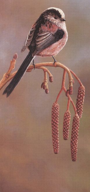 Long Tailed Tit Catkins art card Robert Fuller