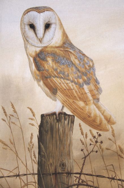 Barn Owl Fence Post art card Robert Fuller