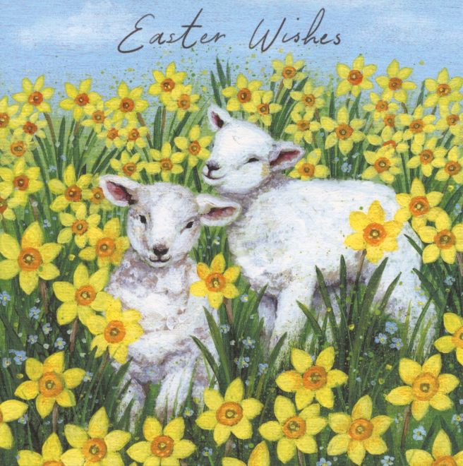Daffodil Lambs Easter card, by Lucy Grossmith, two lambs in a sea of ...